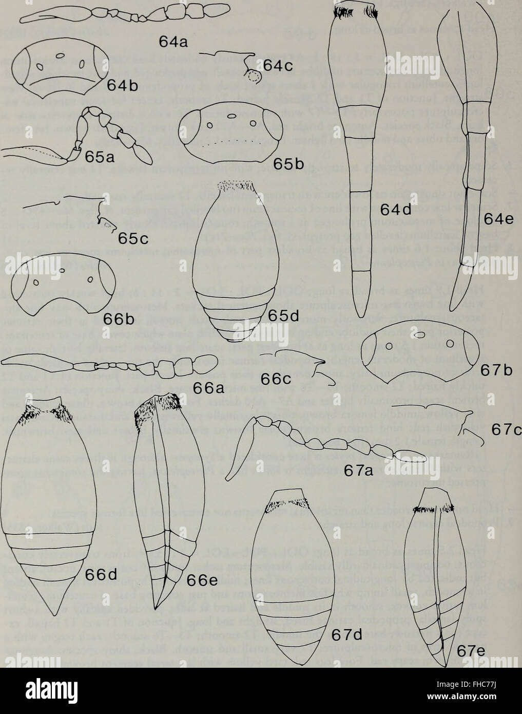 A scientific journal dedicated to entomology, published in 1984 ...