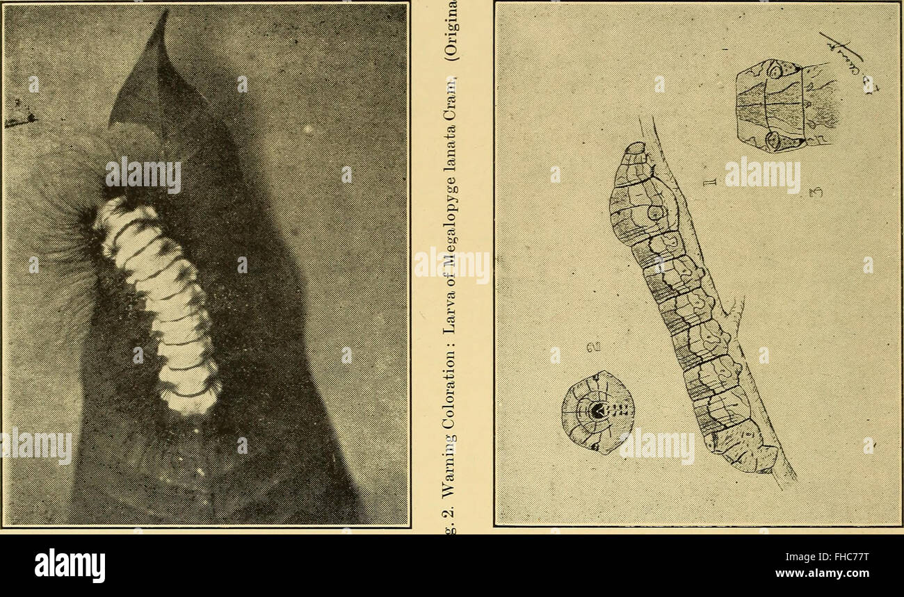 Timehri (1919) is a journal documenting agricultural, commercial, and ...