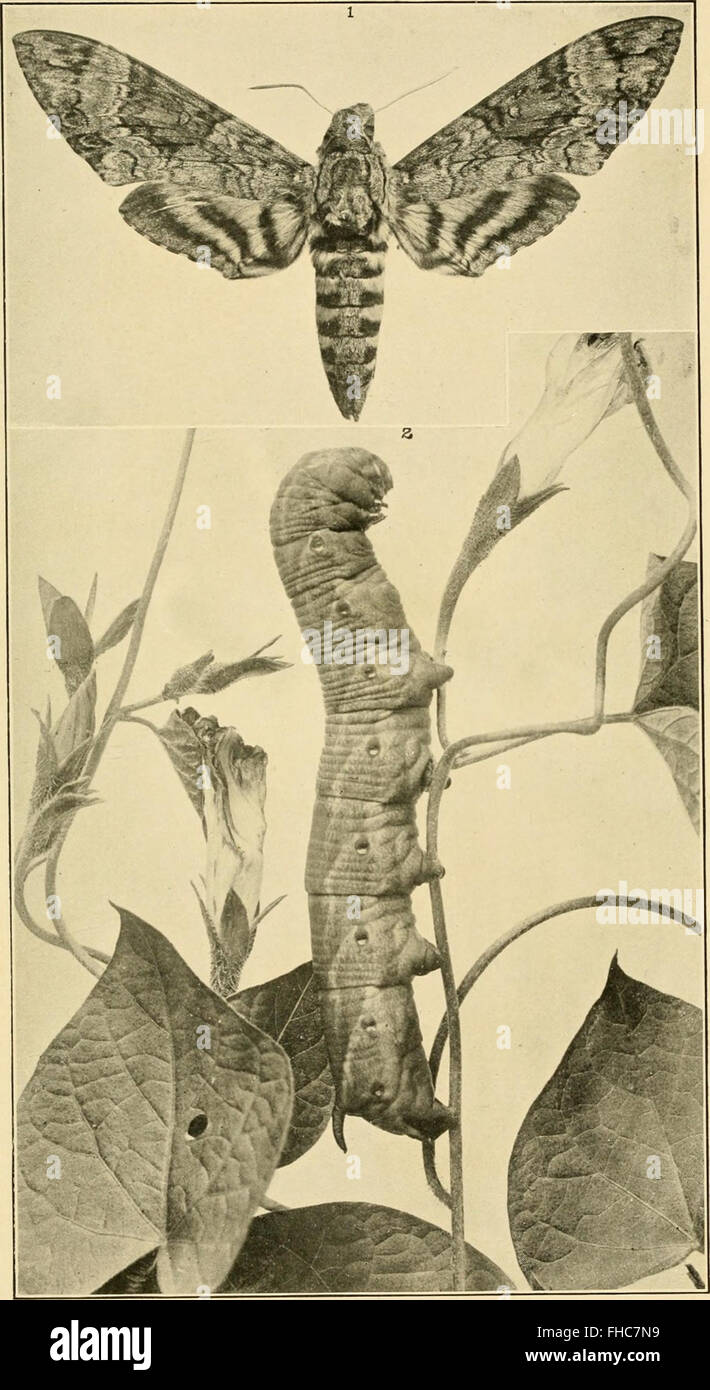 An illustrated catalog of plant genera, showcasing the diversity of ...