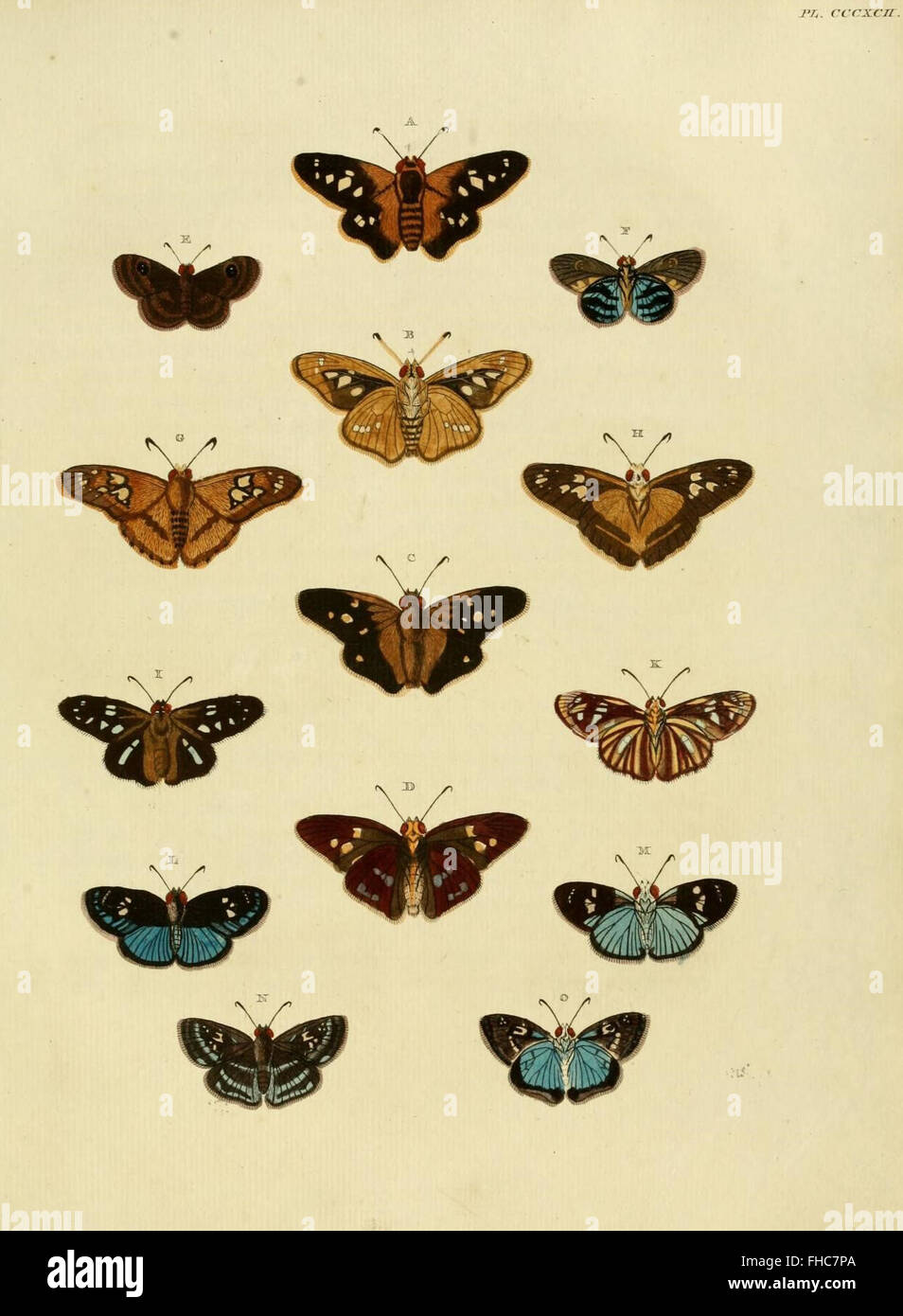 A catalog of foreign beetles, focusing on Lepidoptera species and their ...