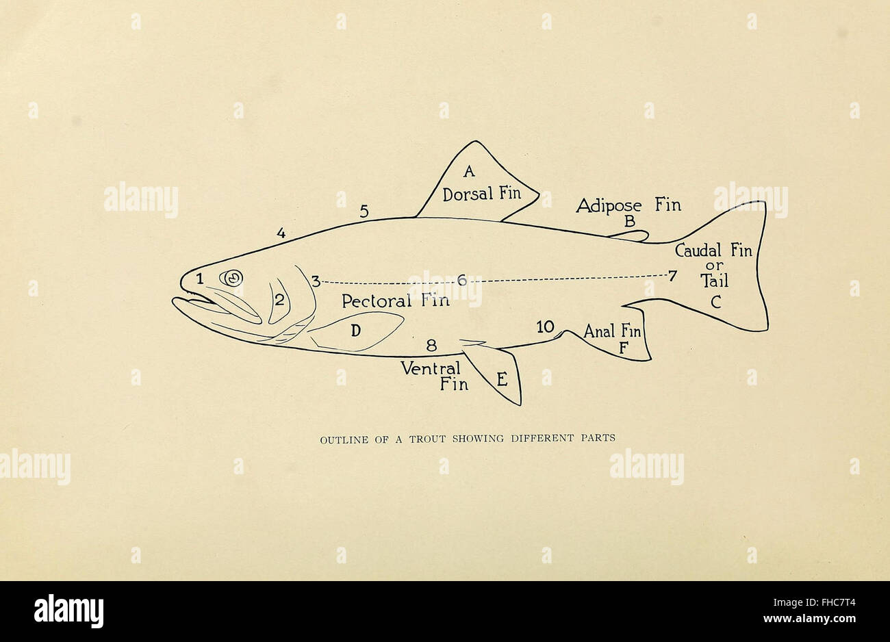A catalog from the Library of Congress on trout fly-fishing in America ...
