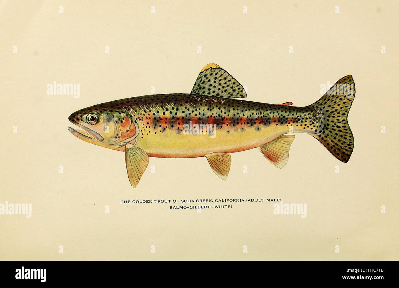 An exploration of trout fly-fishing techniques in America, covering ...