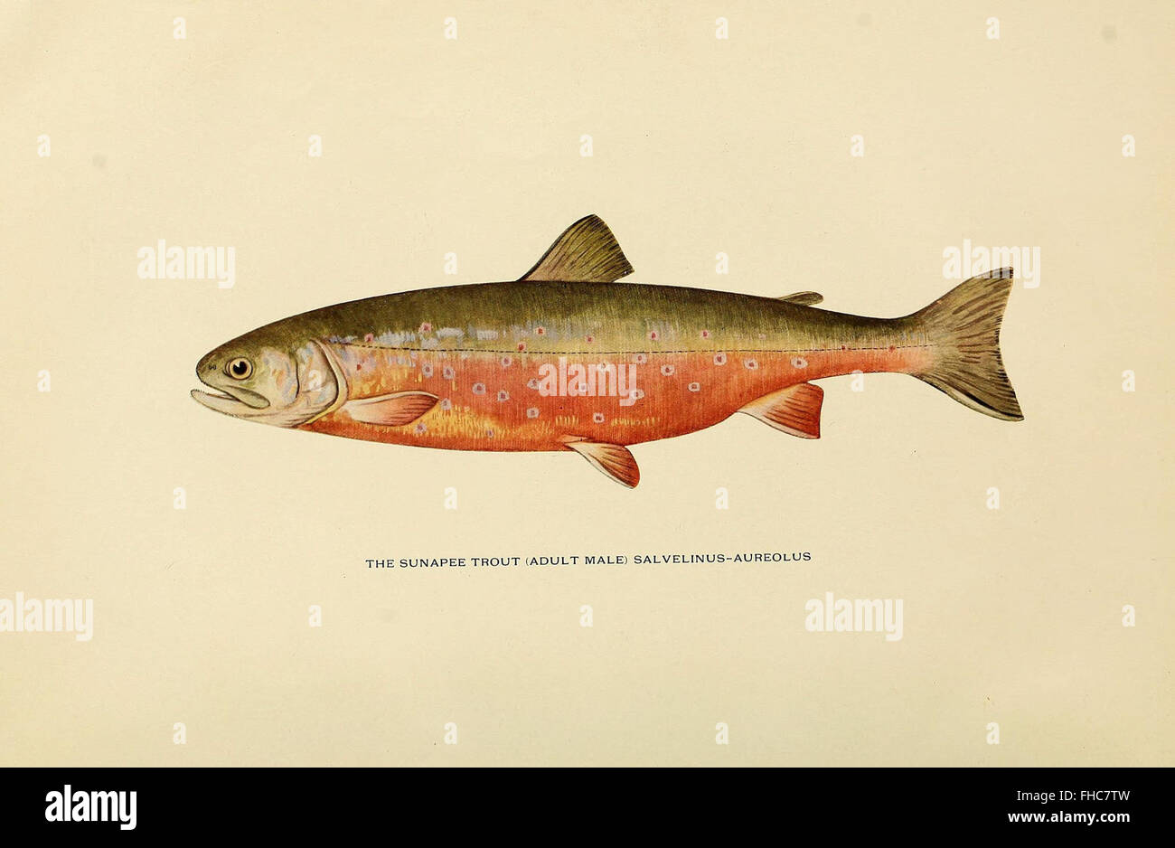 Old catalog trout fishing hi-res stock photography and images - Alamy