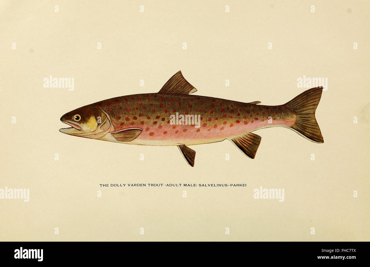 Trout Fly-Fishing in America provides an overview of the techniques and ...