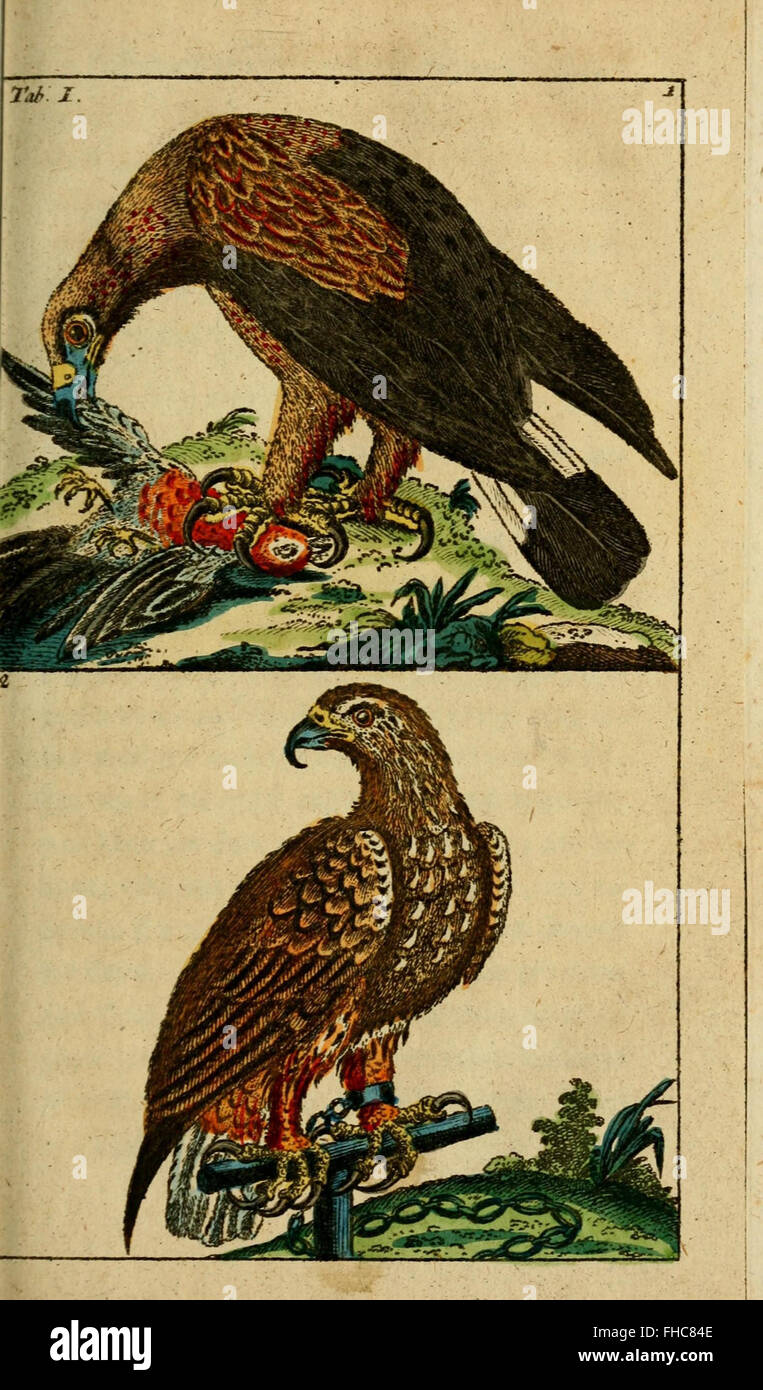 A historical work on birds, part of a broader natural history ...