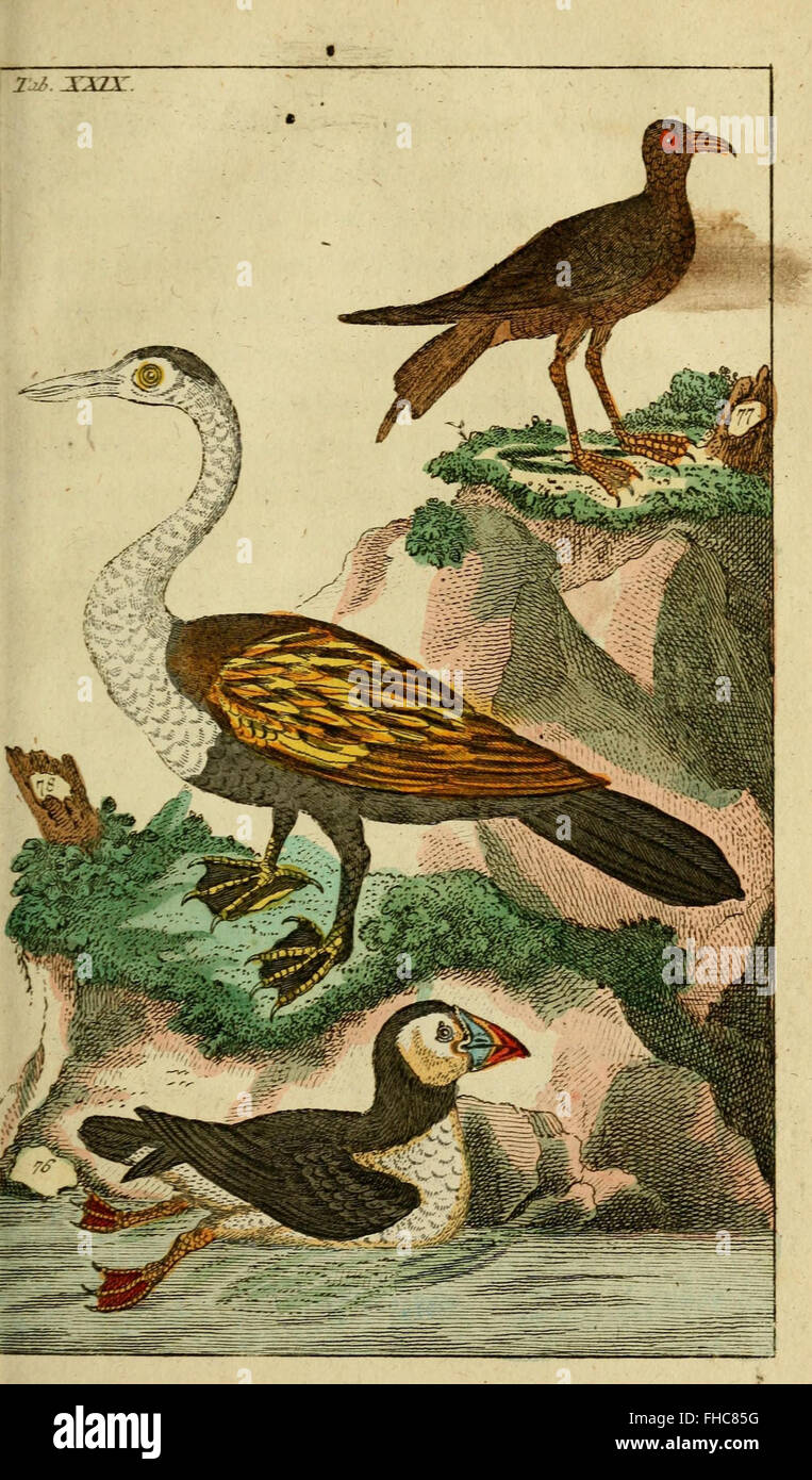 Early works on birds from the field of natural history and ornithology ...