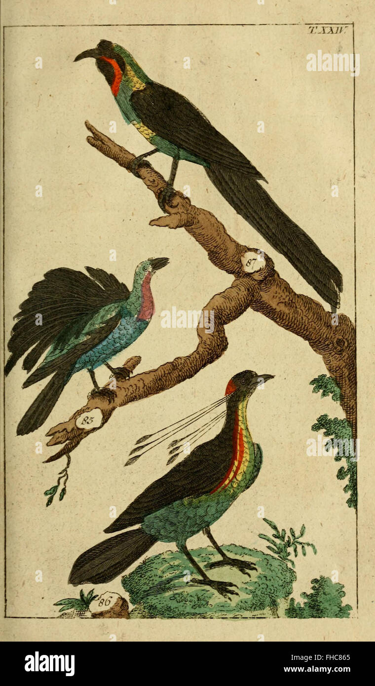 ‘Unterhaltungen aus der Naturgeschichte’ explores natural history ...