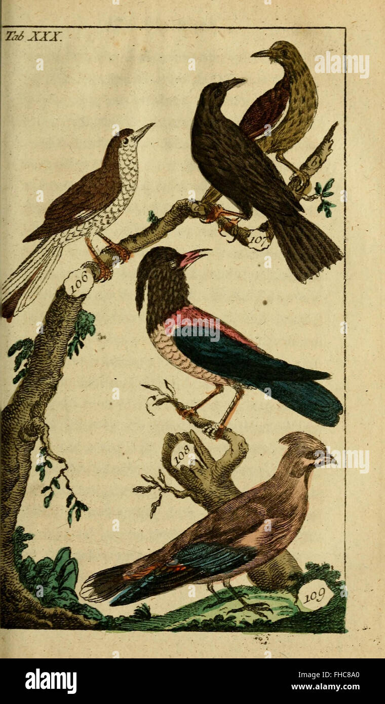 An early work from the 18th century, providing discussions on birds and ...