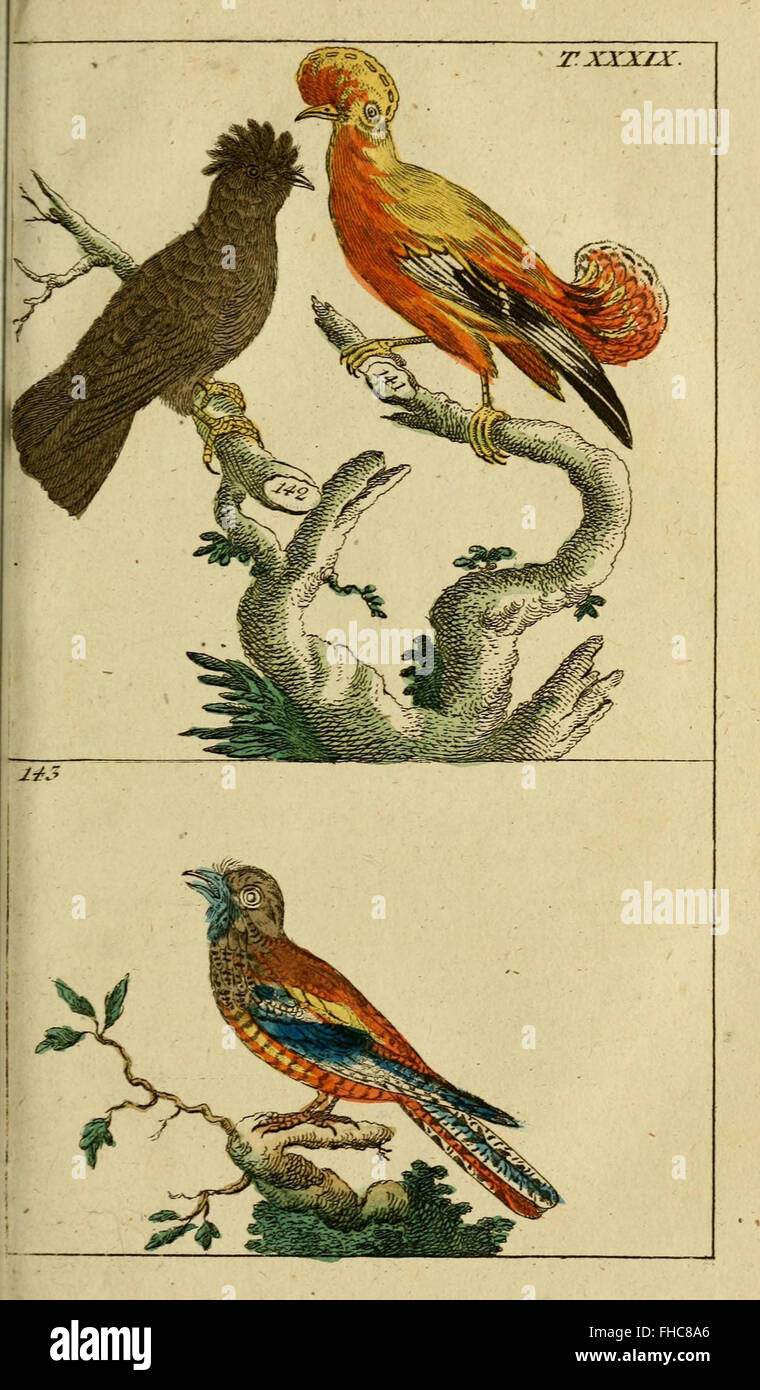 A 17th or 18th-century natural history work focused on birds, with a ...