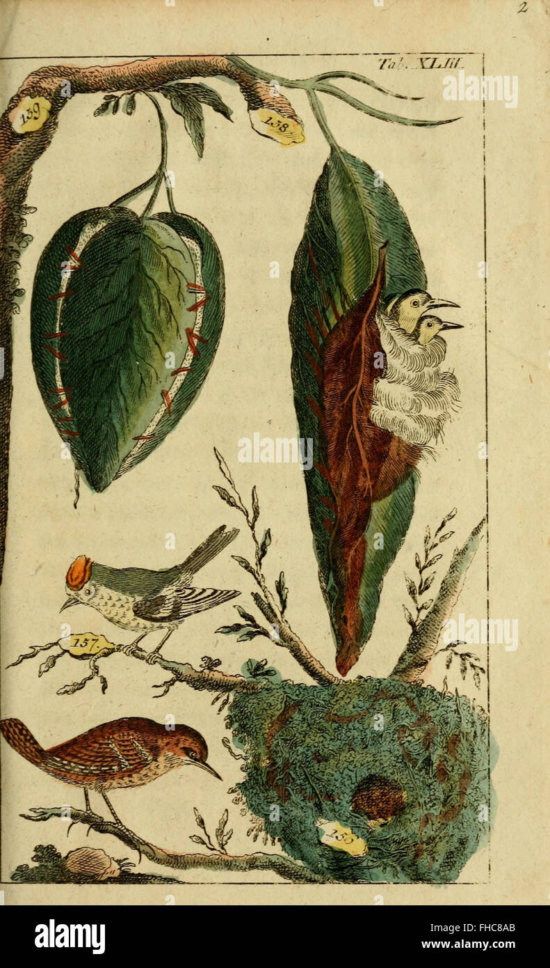 An early work on ornithology and natural history, focusing on the study ...
