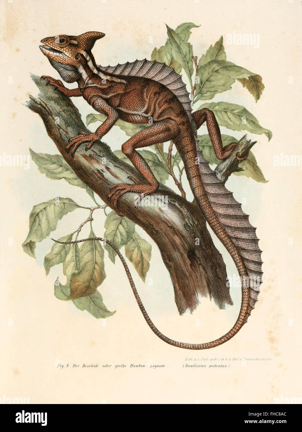 Bilder-Atlas Zur Wissenschaftlich-Populären Naturgeschichte Der ...