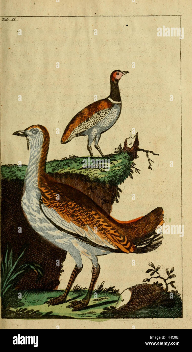 A collection of early works on birds from the field of natural history ...