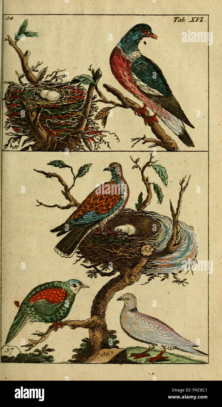 A natural history work from the early 1800s, focusing on birds and ...