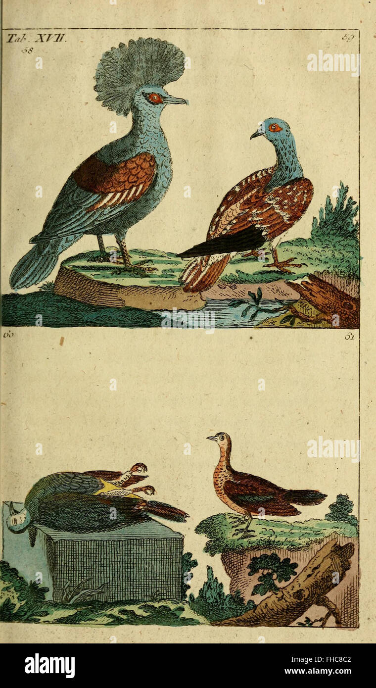 A historical natural history work from the early 1800s, 'Unterhaltungen ...