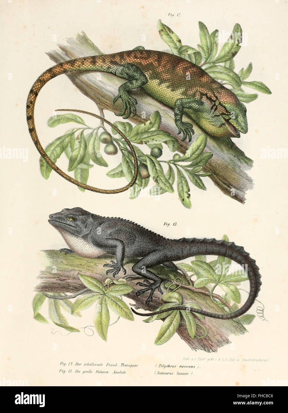 The Picture Atlas of Vertebrate Natural History, a detailed exploration ...