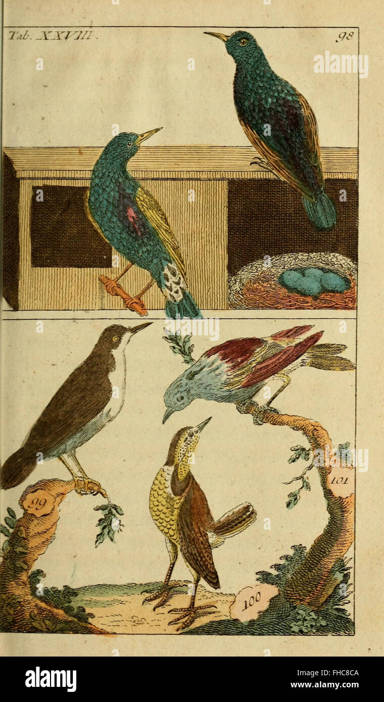 A natural history work from the early 1800s focusing on birds, their ...