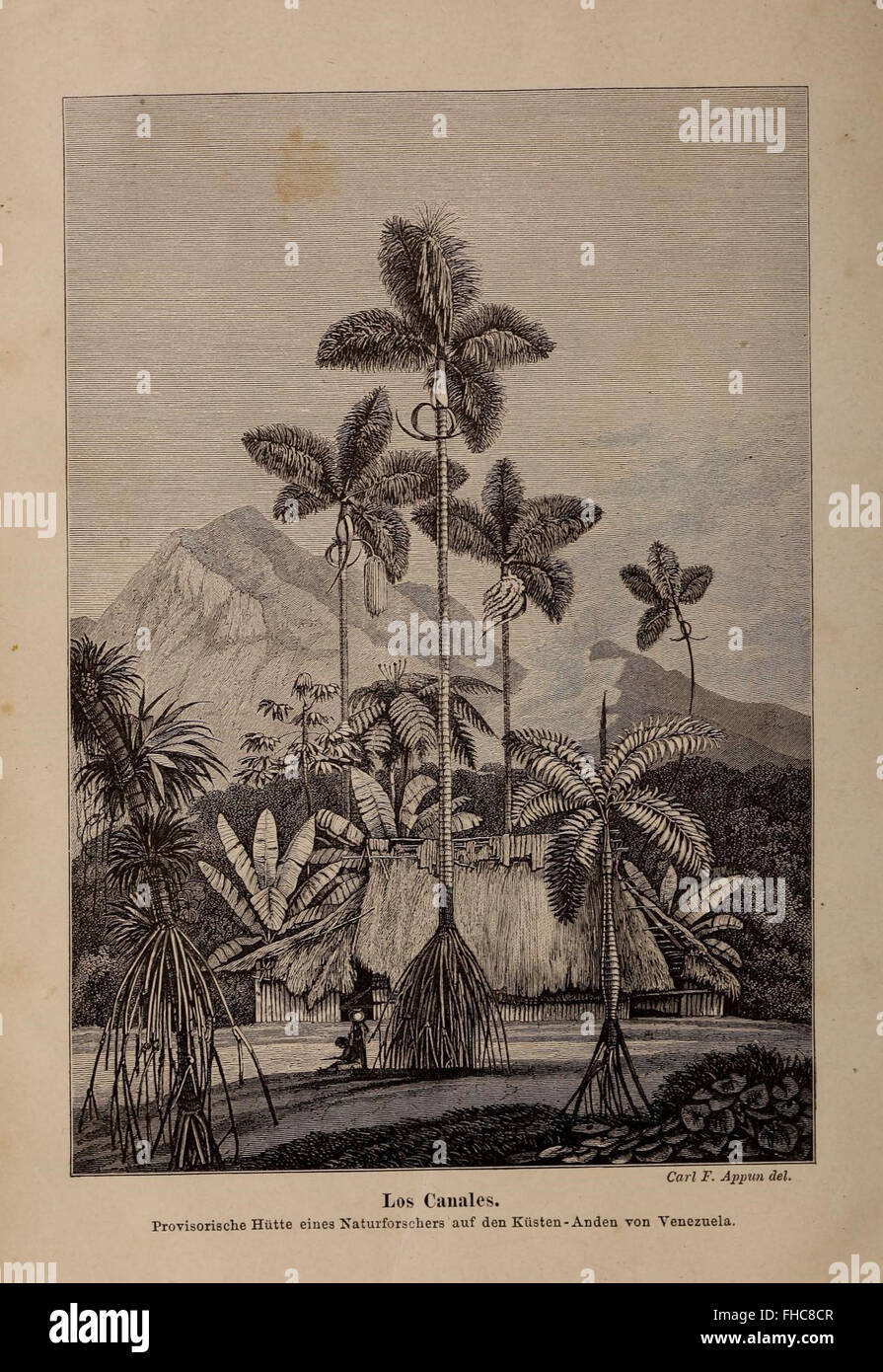 Unter den Tropen, a botanical exploration of tropical regions, housed ...