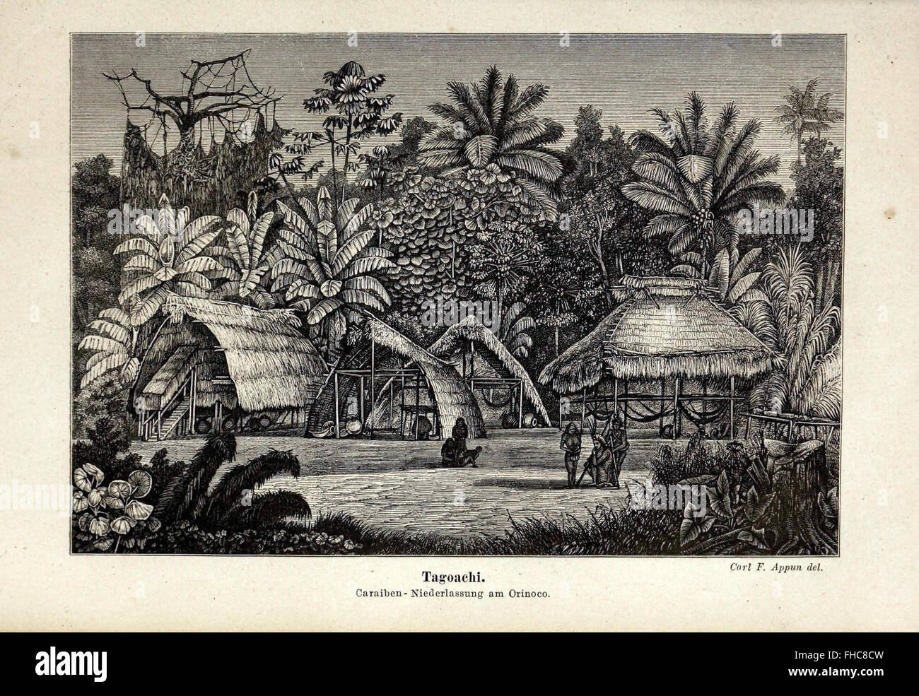 A detailed study of life and ecosystems in the tropics, exploring the ...