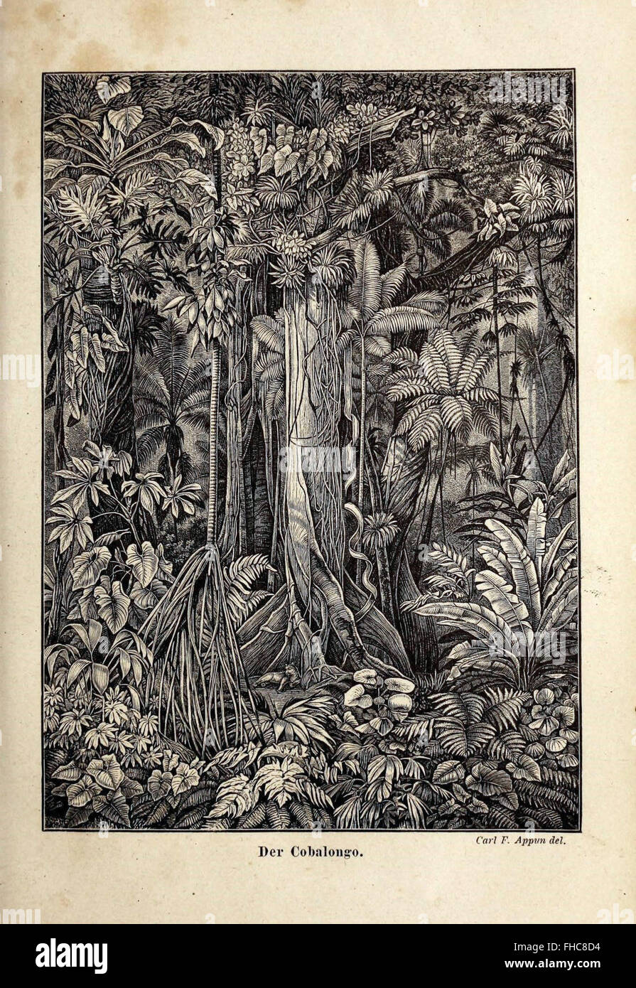 A study on tropical regions, covering the flora, fauna, and cultures ...