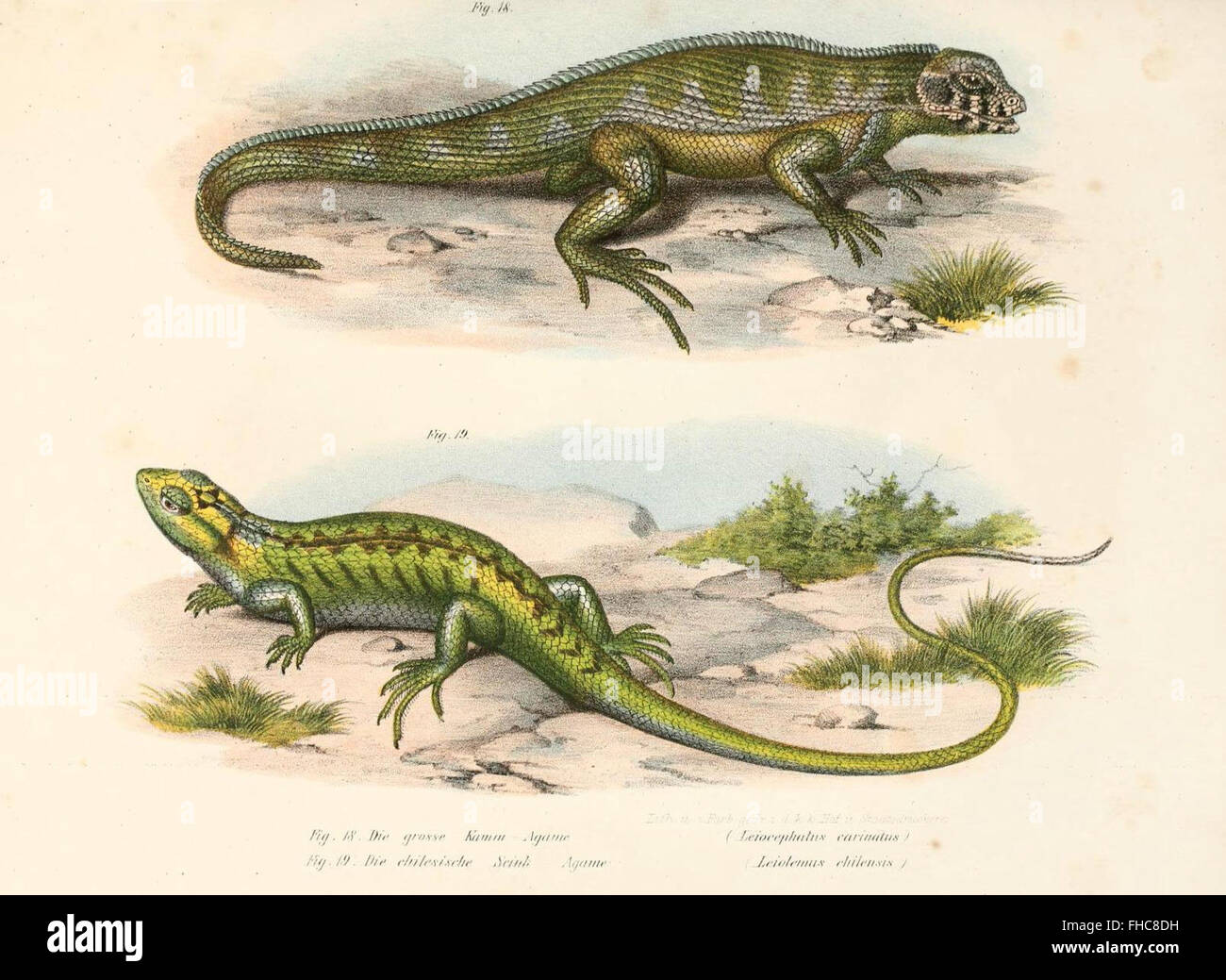 Picture atlas on the scientific and popular natural history of ...