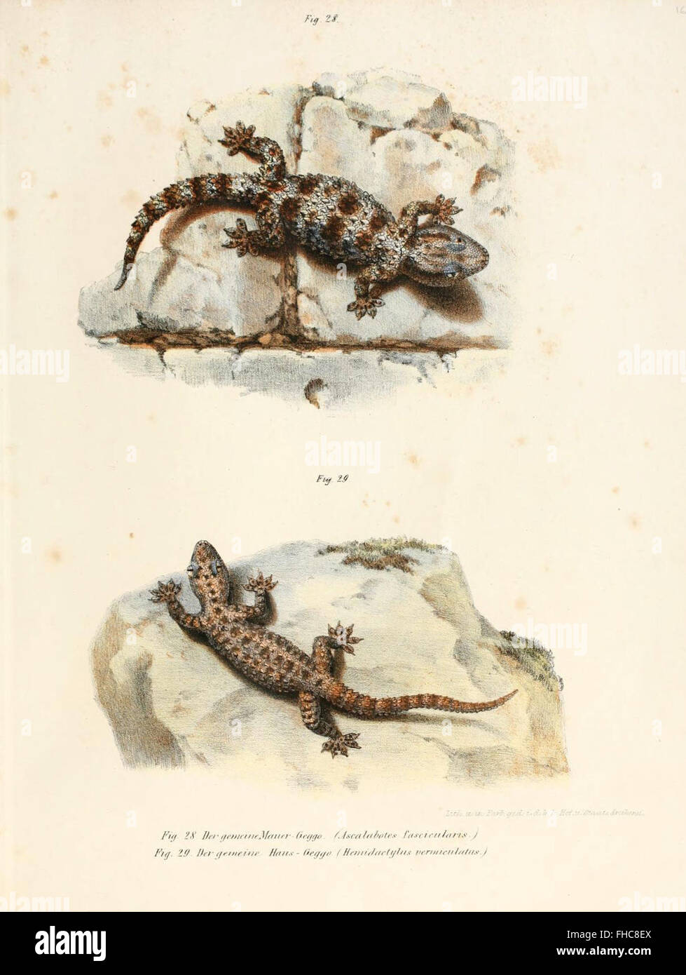 An illustrated atlas documenting vertebrate zoology with a special ...