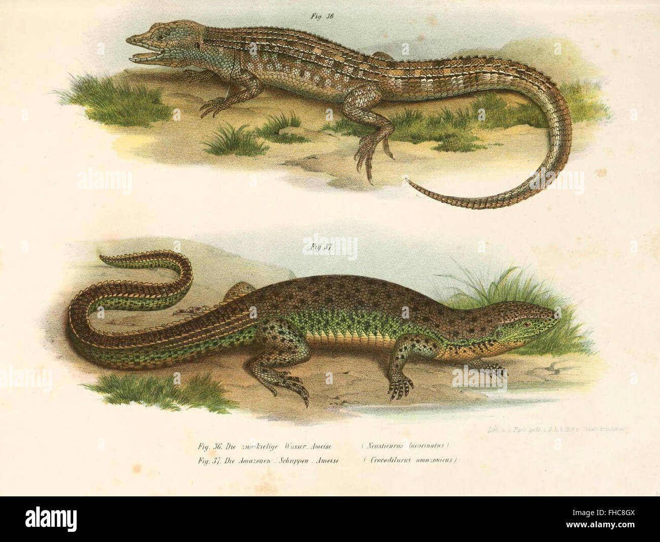 Picture Atlas for the Scientific and Popular Natural History of ...