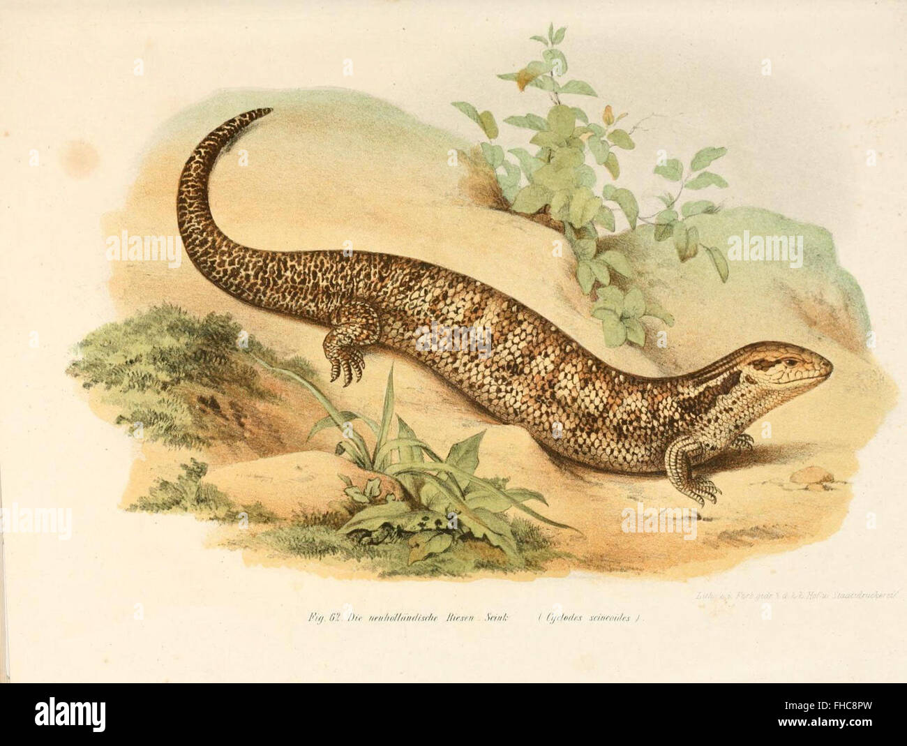 An illustrated atlas of vertebrate zoology, focusing on amphibians and ...