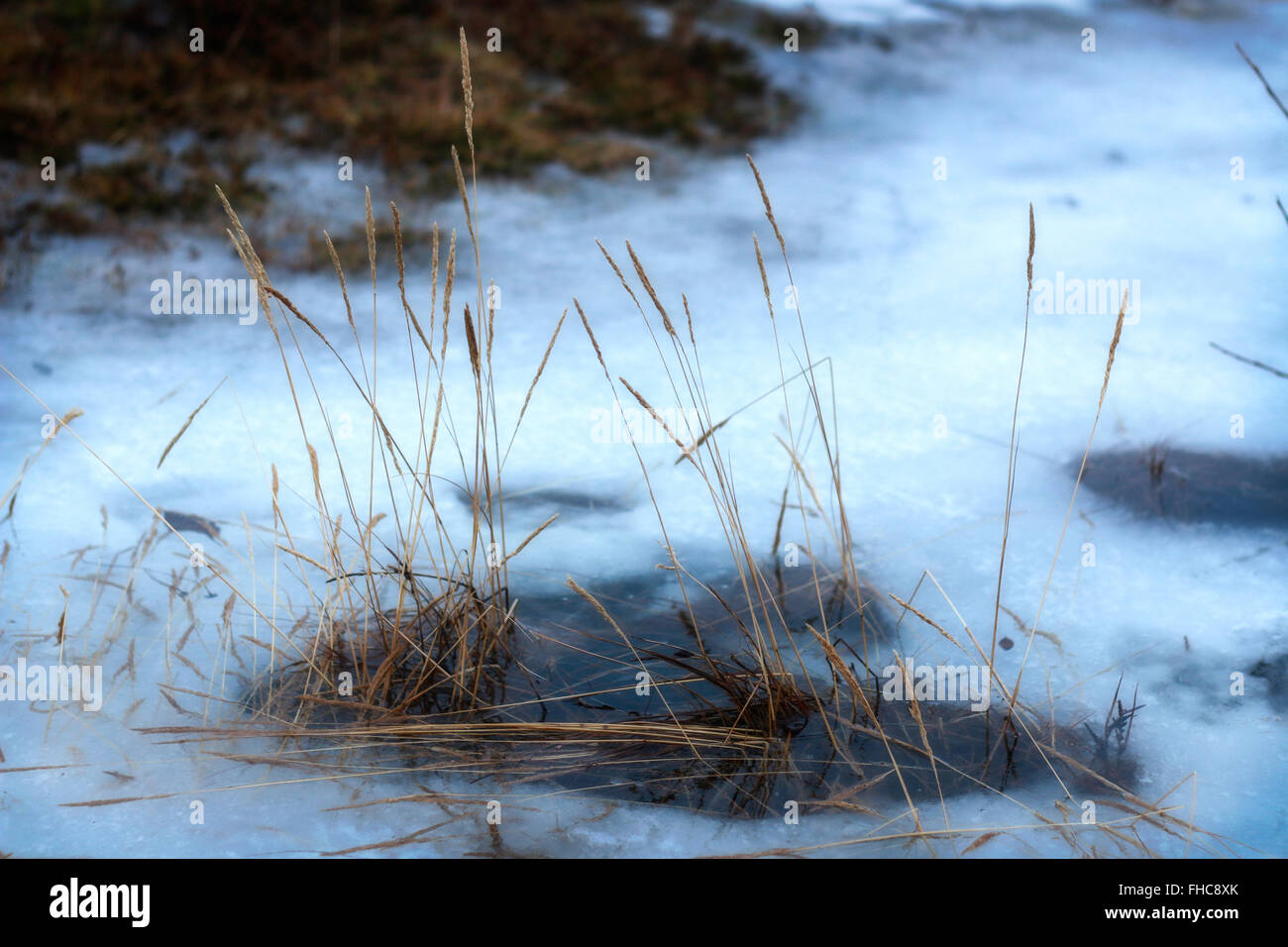 Frozen pond in closeup Stock Photo - Alamy