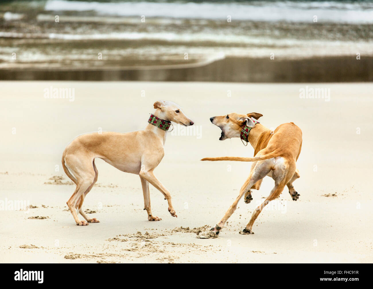 Spain, Llanes, two greyhounds playing on the beach Stock Photo - Alamy
