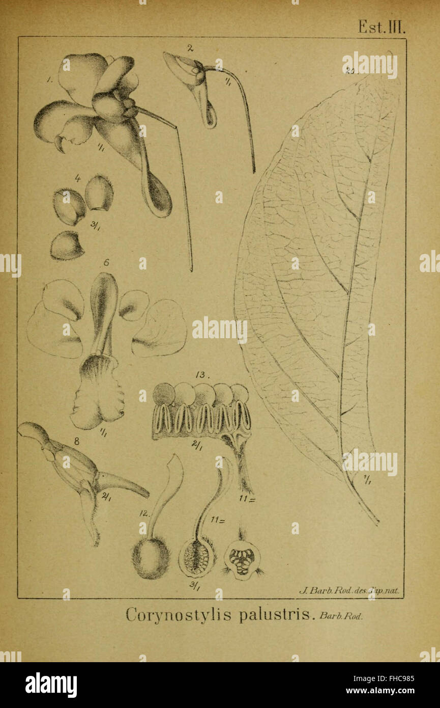 Vellosia, a genus of plants native to the Amazon, with archaeological ...
