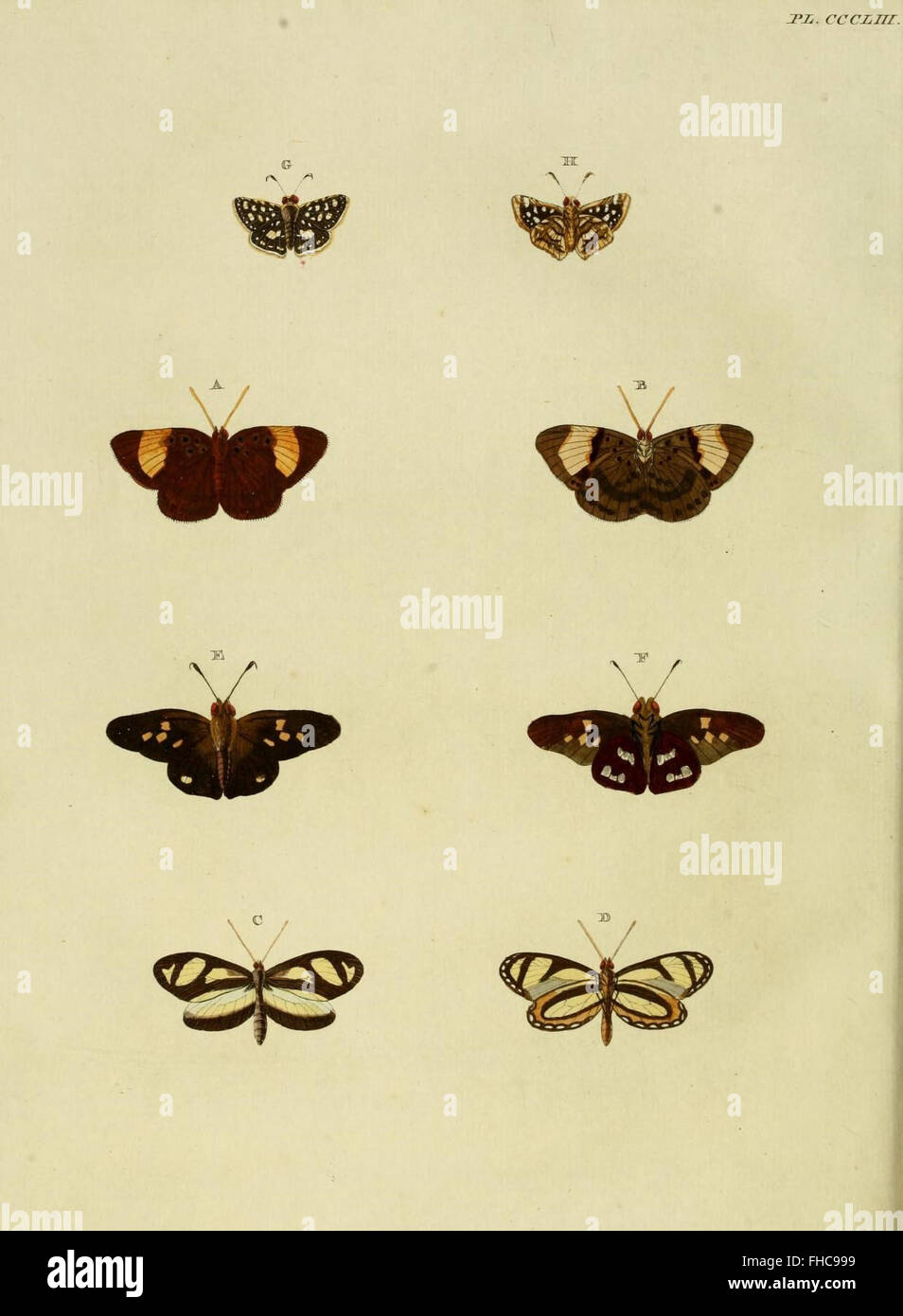 An annex to the work on foreign butterflies, cataloging Lepidoptera ...