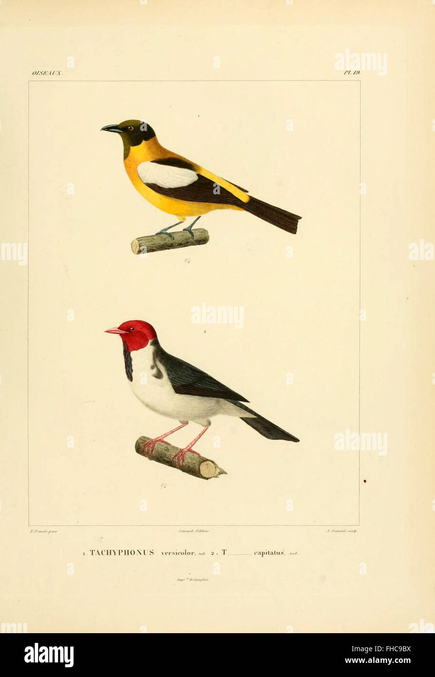 A travel description and geographical account of Southern America ...