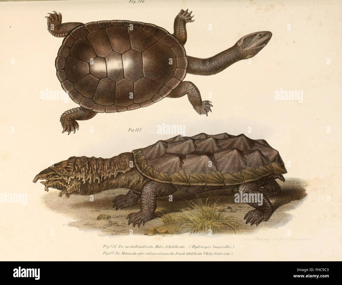 Picture atlas of the scientific and popular natural history of ...