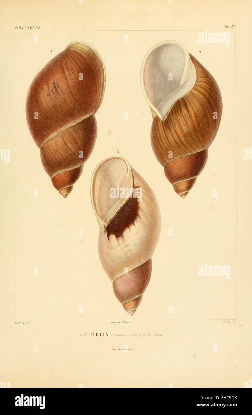 Voyage in South America, Description and Travel, Ernst Mayr Library ...