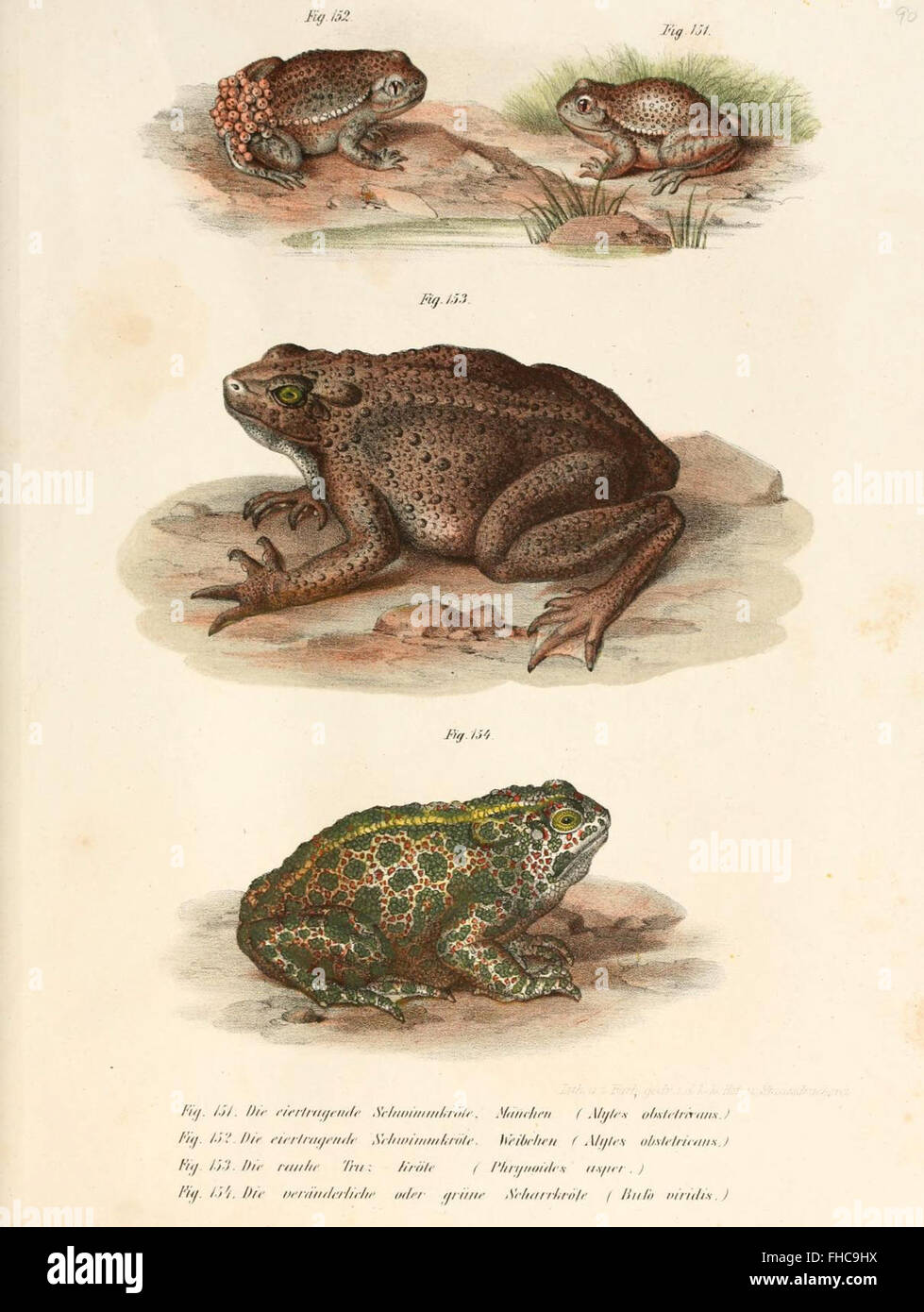 A pictorial atlas featuring scientifically accurate illustrations of ...