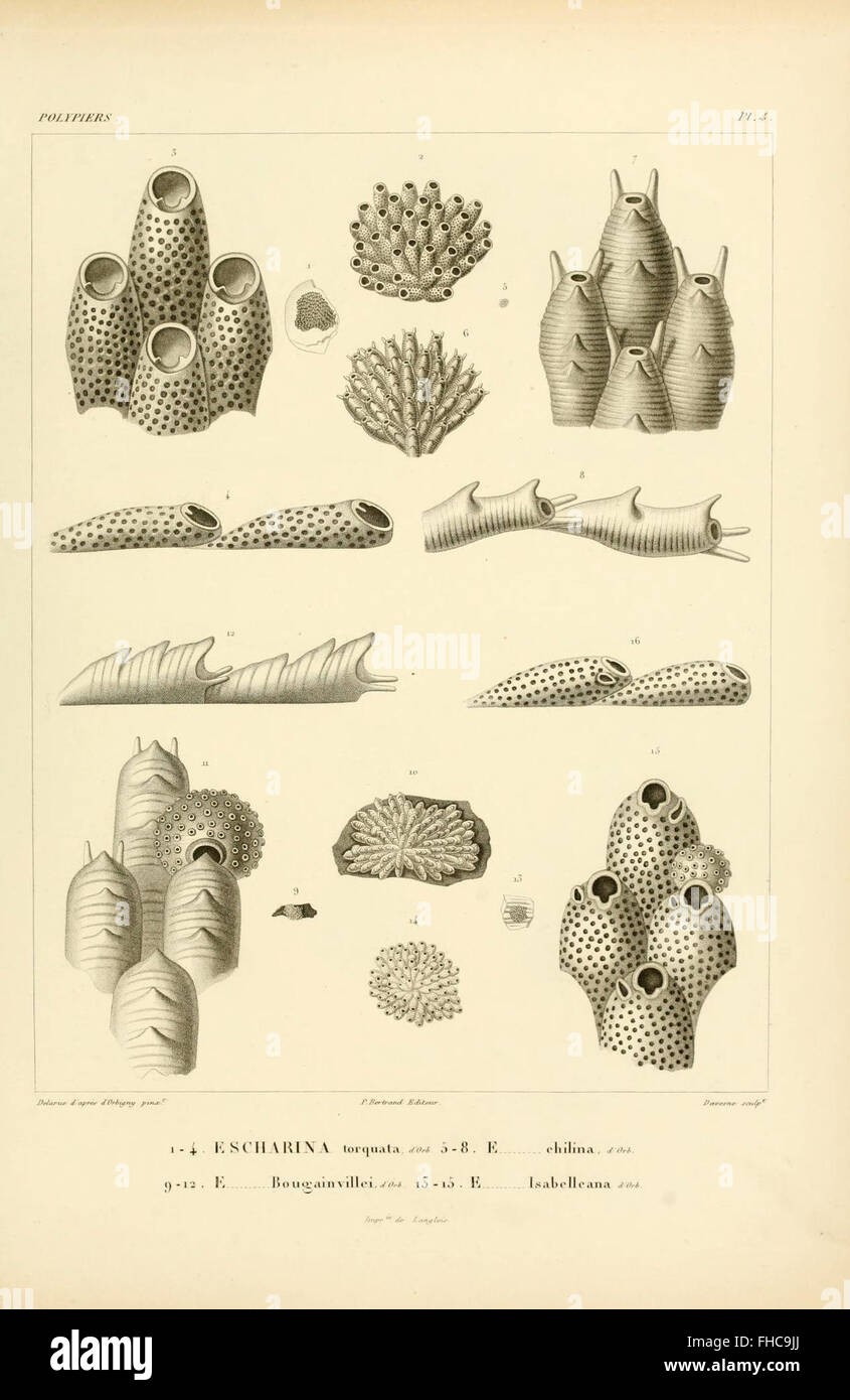 Voyage dans l'Amérique Méridionale, Description and travel Ernst Mayr ...
