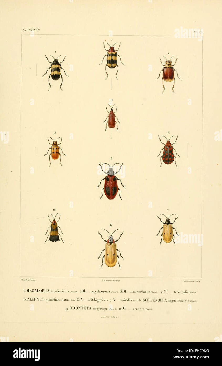 Voyage in South America, Description and travel Ernst Mayr Library ...