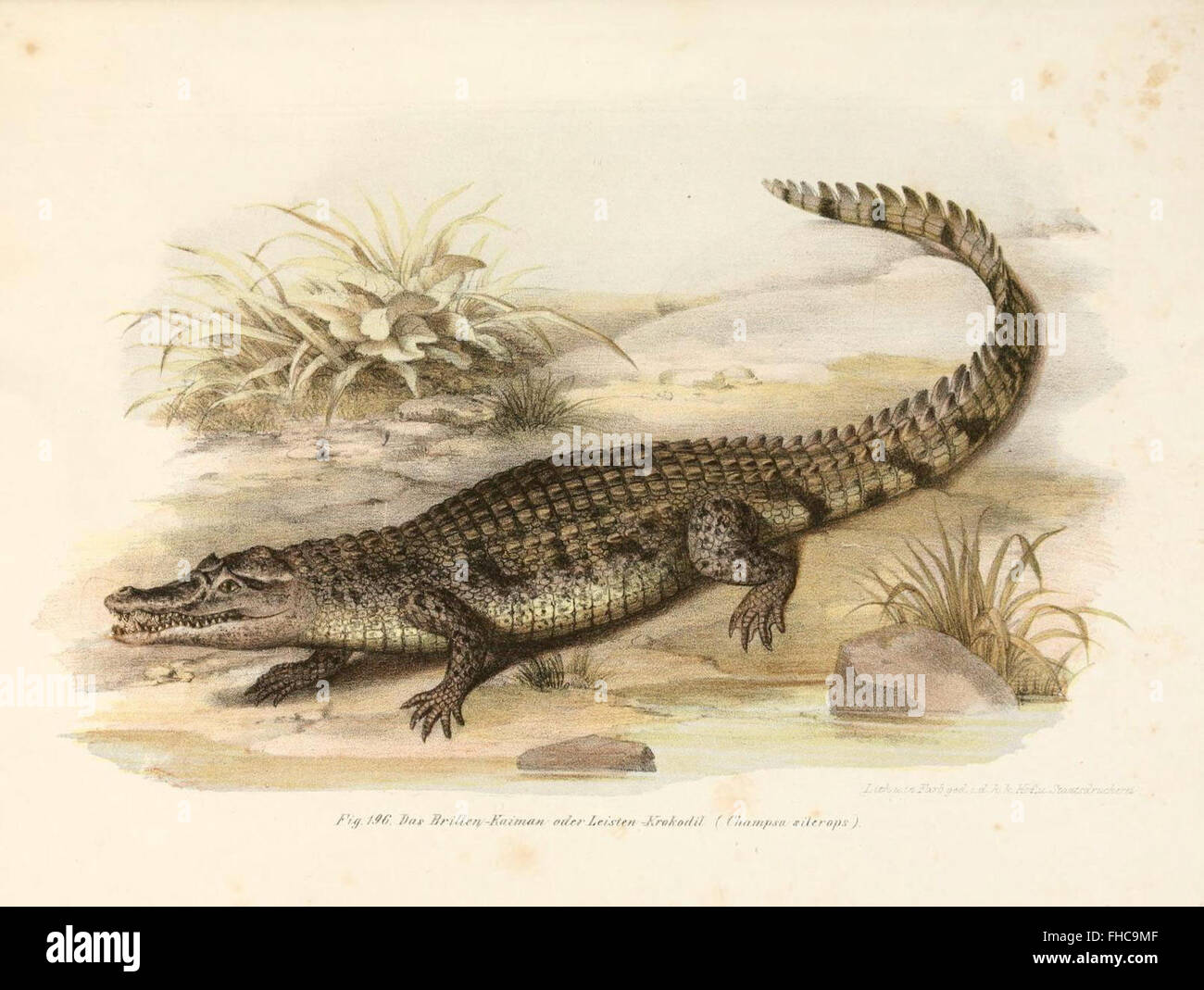 A pictorial atlas of vertebrate natural history, focusing on amphibians ...