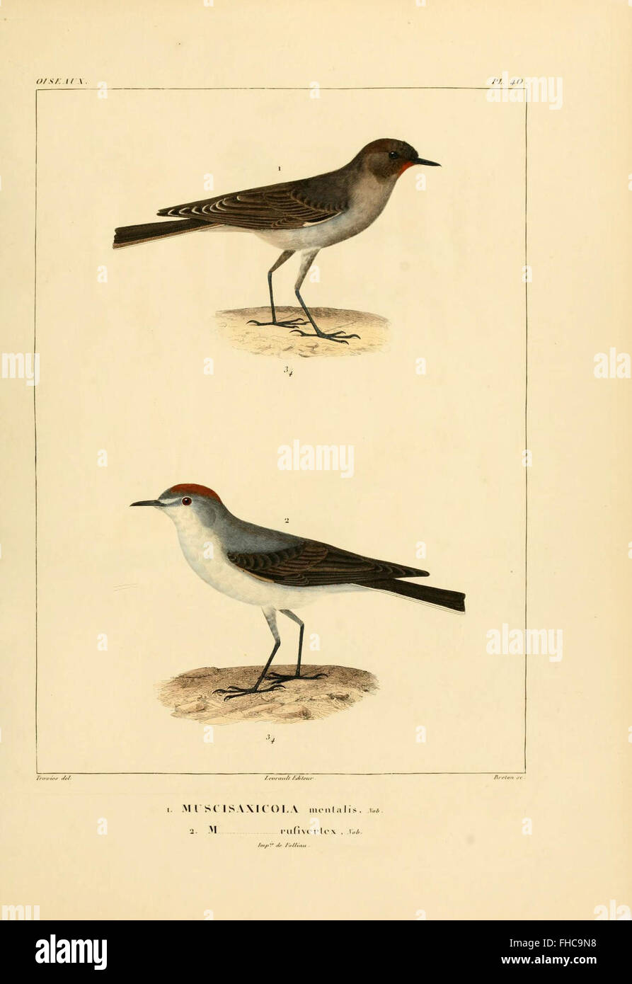 A travelogue detailing a journey through South America, capturing ...