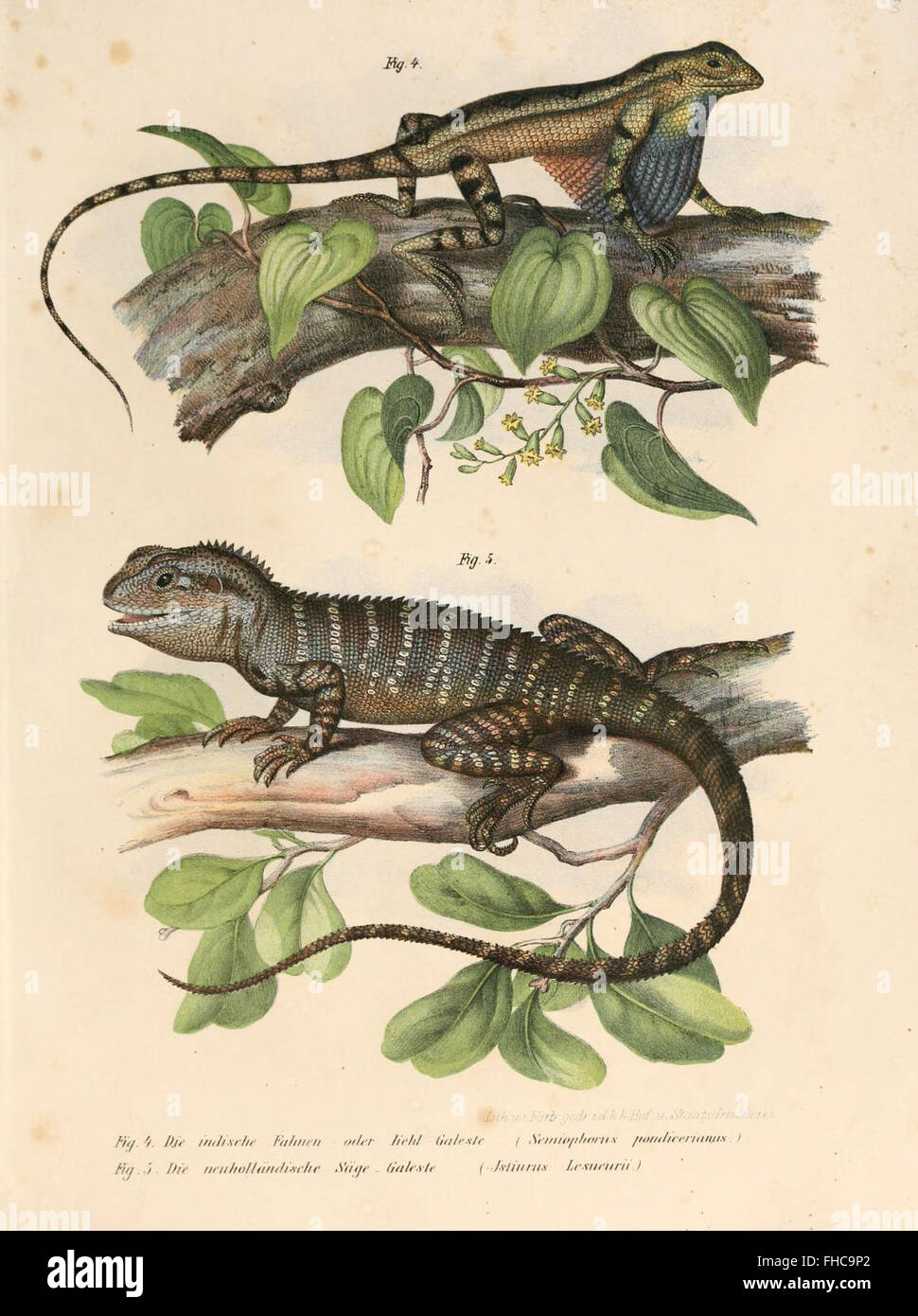 A pictorial atlas of vertebrate natural history, focusing on amphibians ...