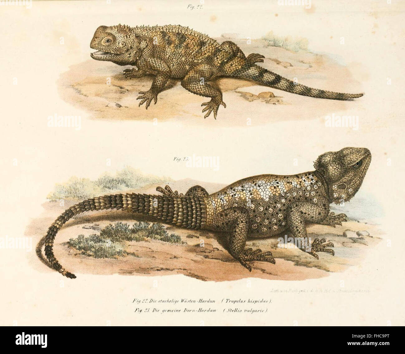 A pictorial atlas illustrating vertebrates, including amphibians and ...