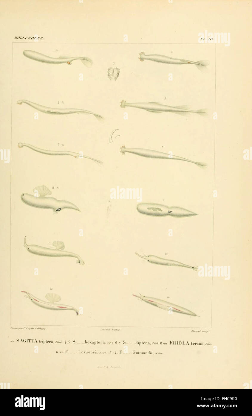Voyage dans l'Amérique Méridionale, Description and travel, Ernst Mayr ...