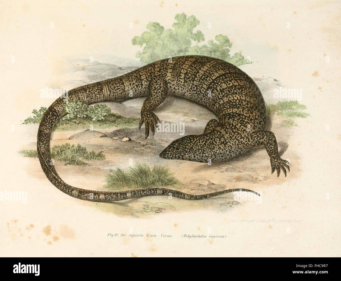 A pictorial atlas from the Ernst Mayr Library featuring vertebrates ...