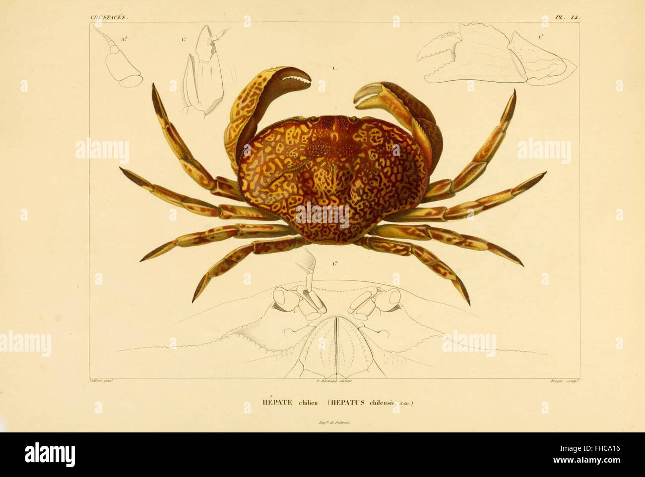 Voyage in South America, Description and travel, Ernst Mayr Library ...