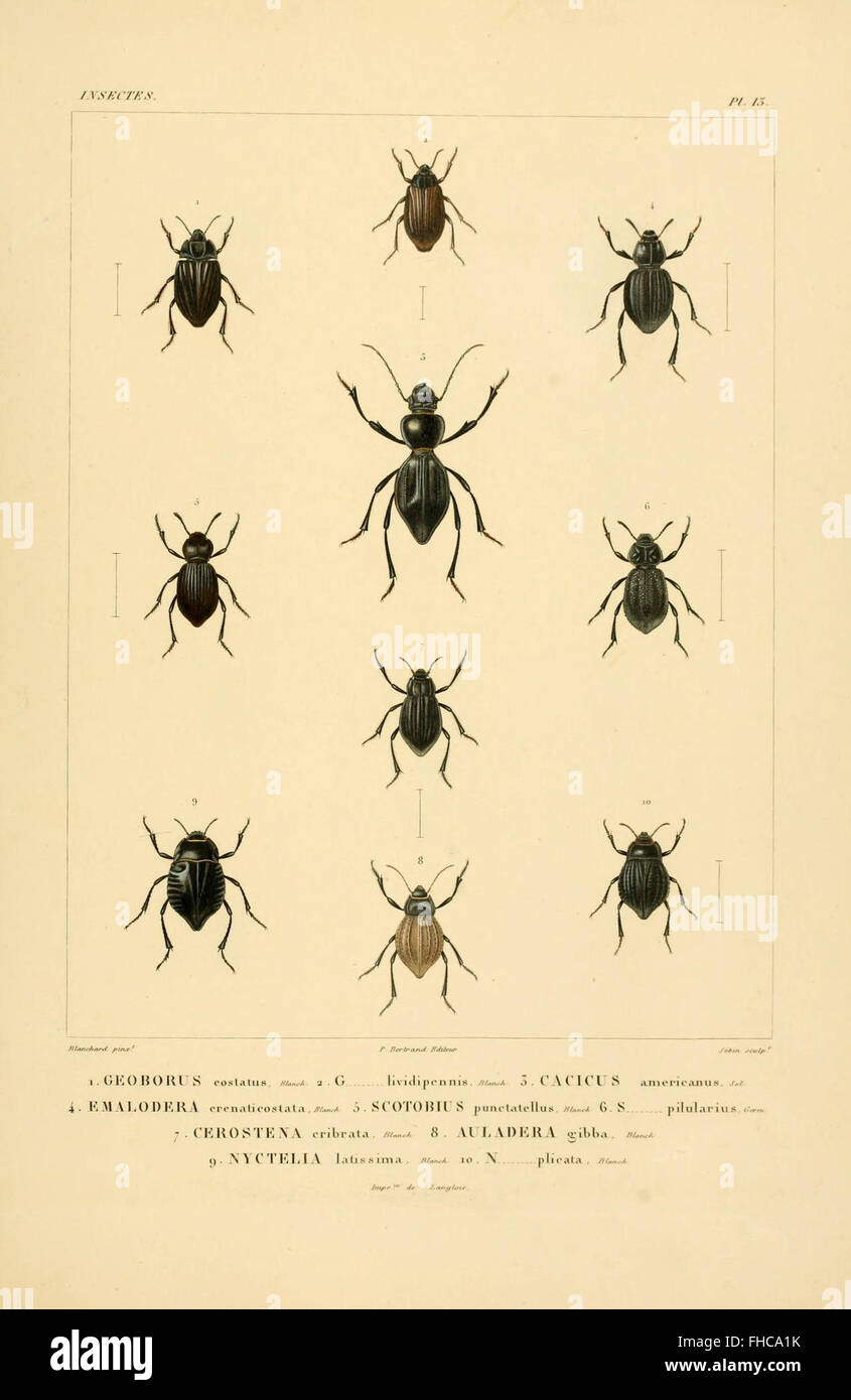 Voyage dans l'Amérique Méridionale, Description and Travel, Ernst Mayr ...