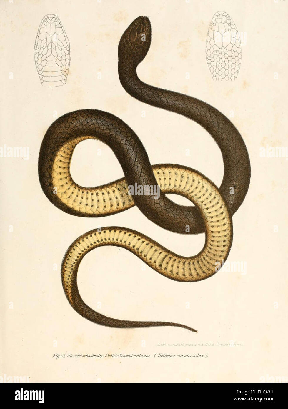 An illustrated atlas on the natural history of vertebrates, including ...