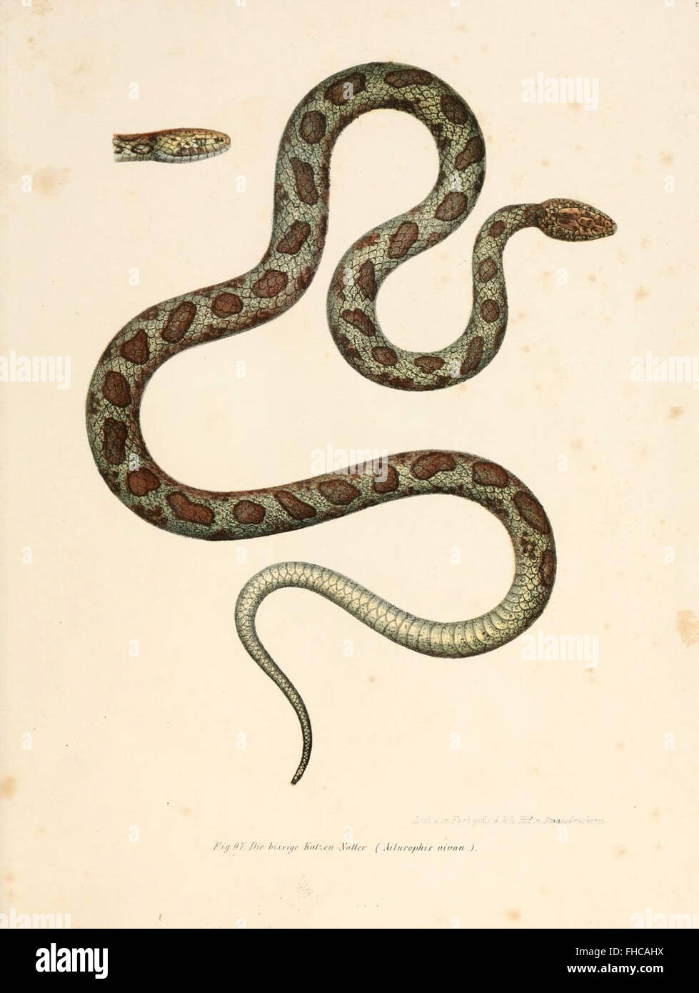 The illustrated atlas of vertebrate zoology focuses on amphibians and ...