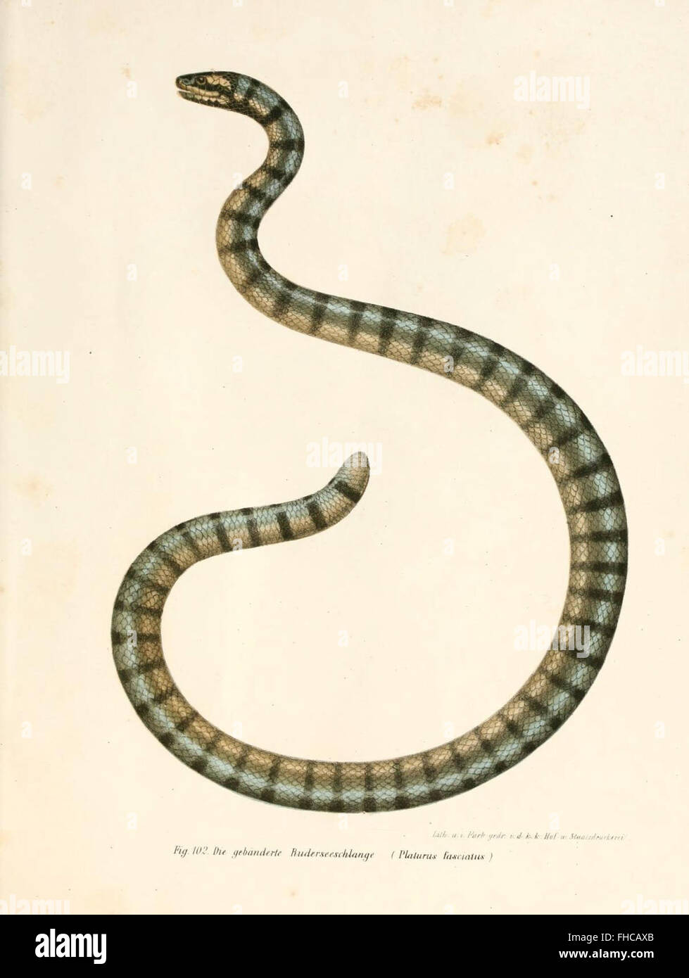 Bilder-Atlas zur Naturgeschichte der Wirbeltiere, an illustrated atlas ...