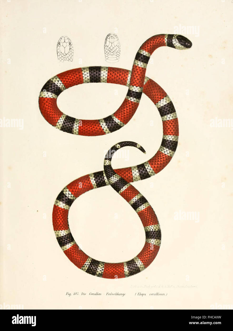 An illustrated atlas documenting vertebrates, including amphibians ...