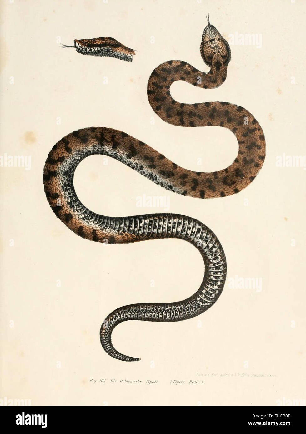 An illustrated atlas of vertebrate zoology, aimed at popularizing the ...